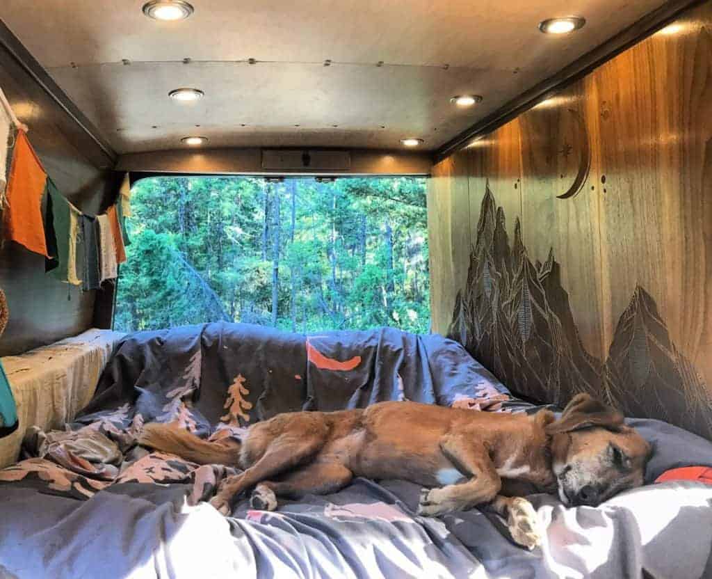 The quick and easy guide to roadtripping with pets - Roadtrippers