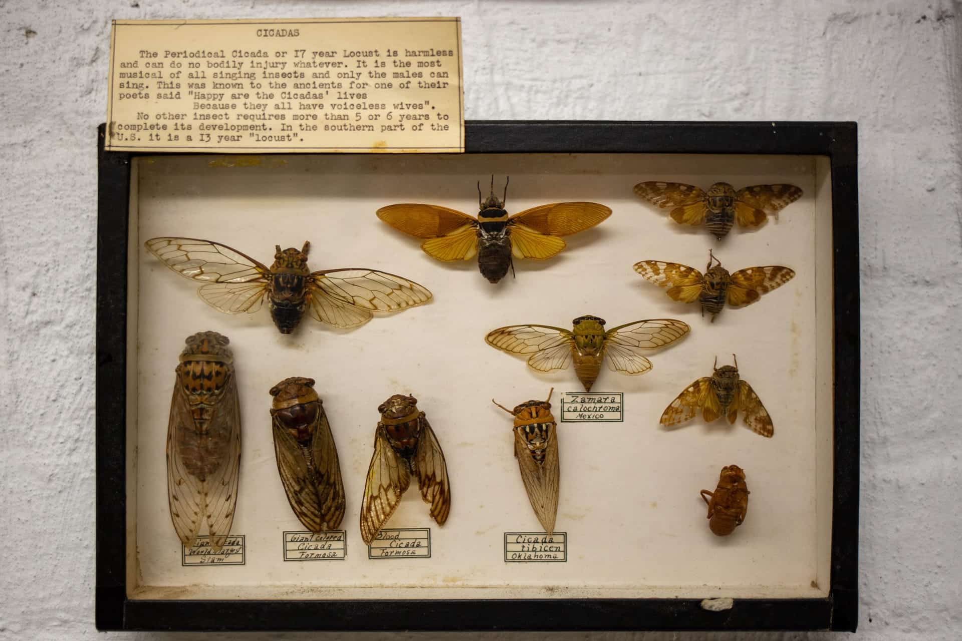 You don’t want to miss these 8 miniature museums across the U.S ...