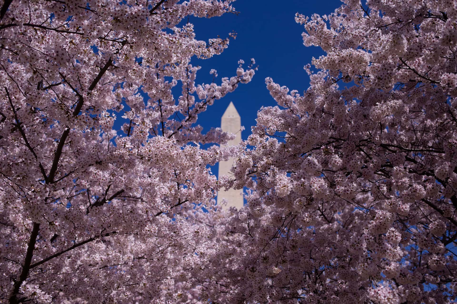 Pretty in pink: Washington, D.C., in the spring is a beautiful place to ...
