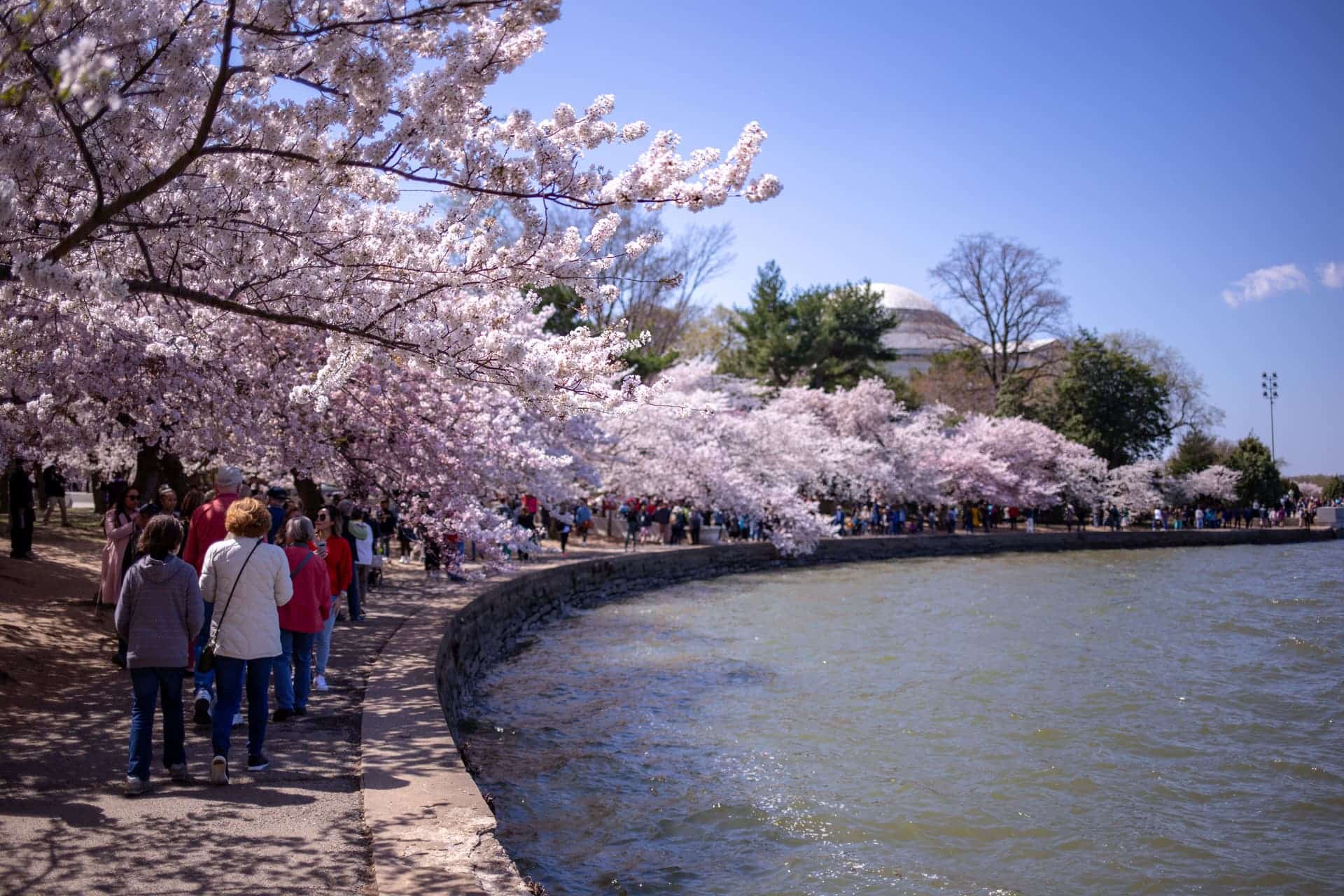 Pretty in pink: Washington, D.C., in the spring is a beautiful place to ...