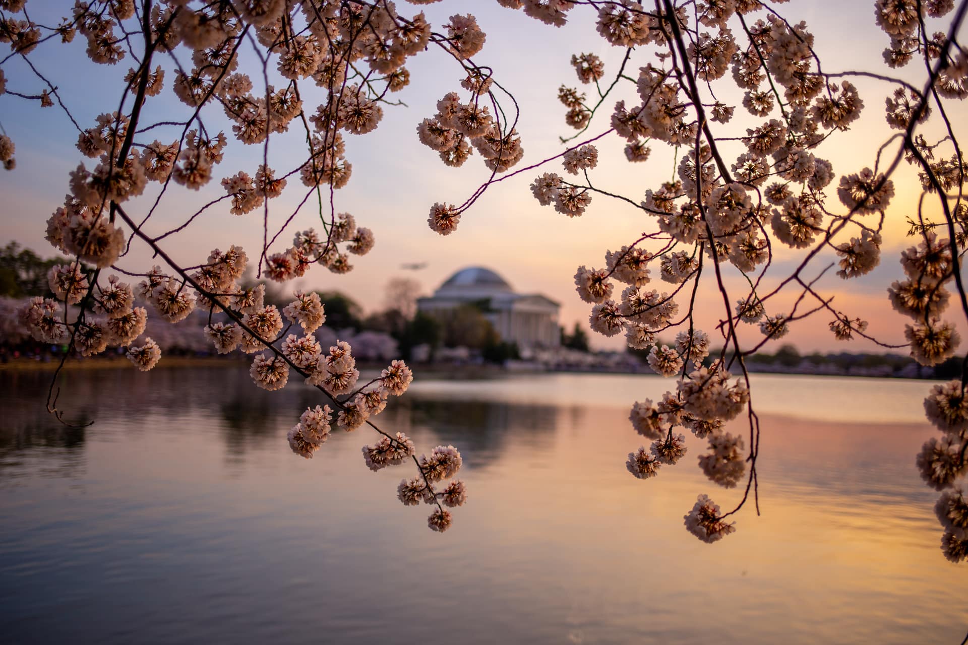 Pretty in pink: Washington, D.C., in the spring is a beautiful place to ...
