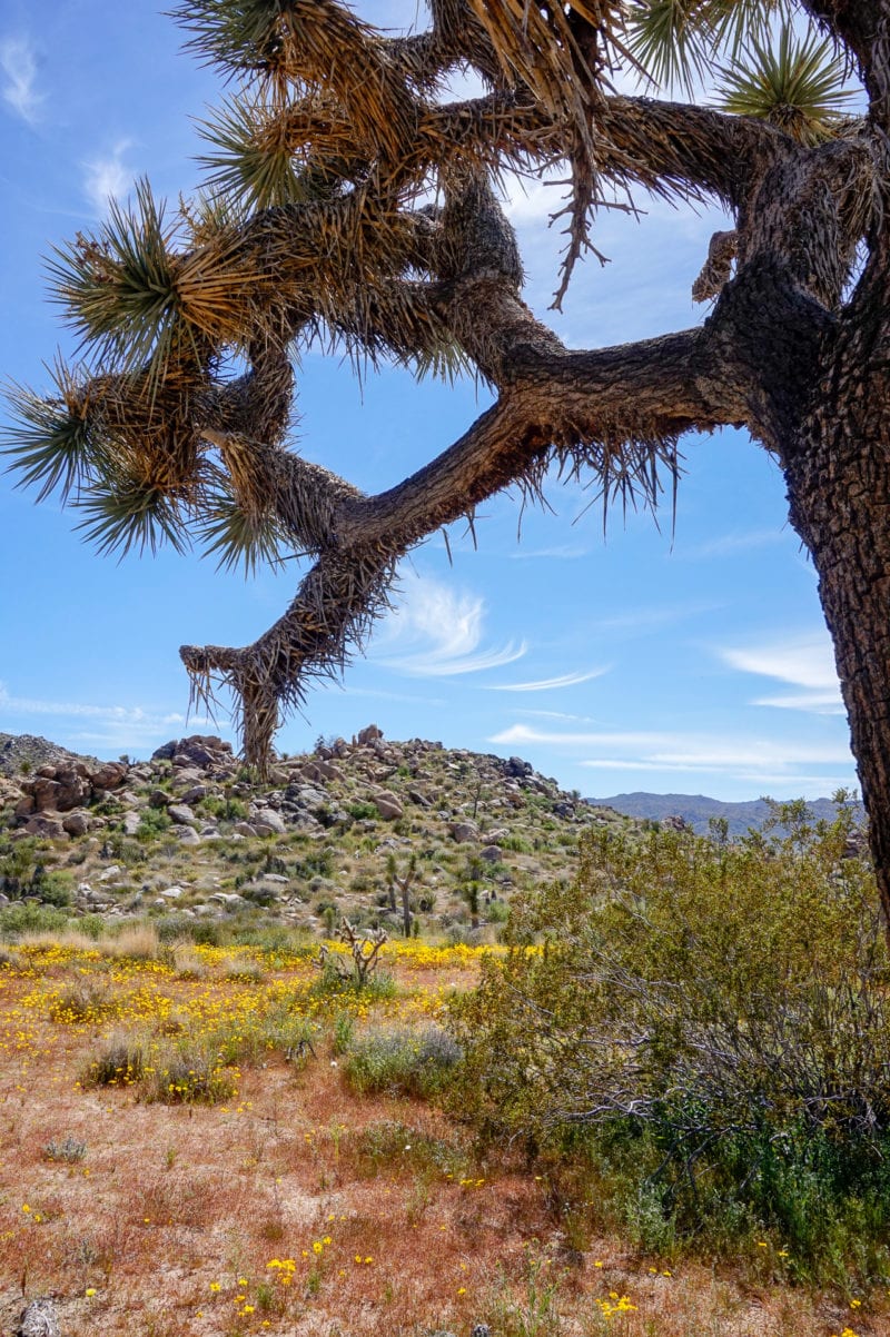 Joshua Tree National Park is seeing its biggest wildflower bloom in ...
