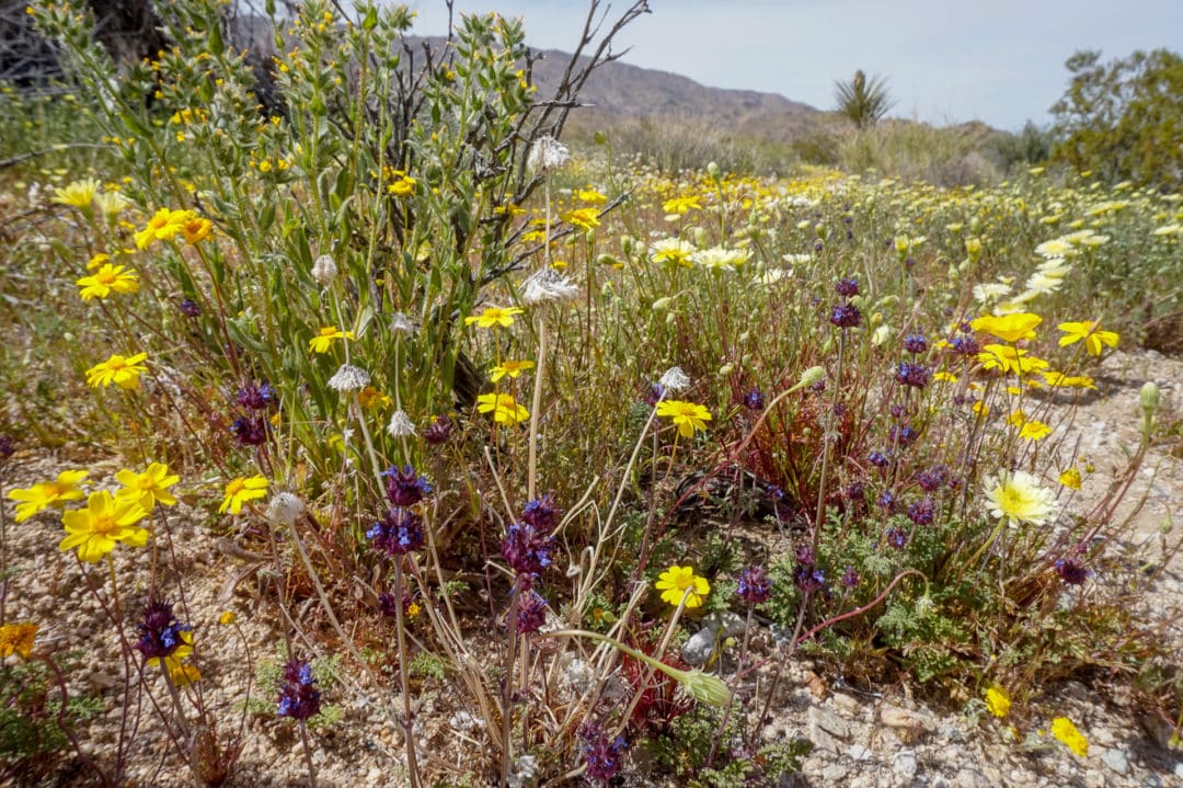 Joshua Tree National Park is seeing its biggest wildflower bloom in ...