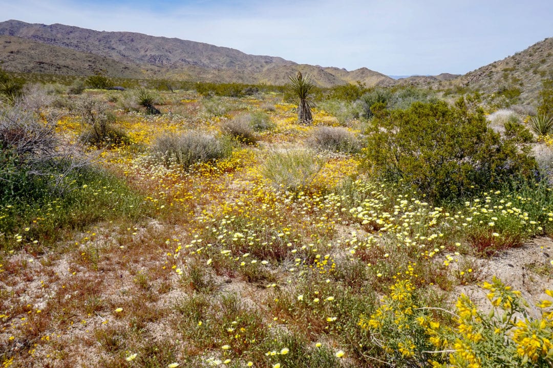 Joshua Tree National Park is seeing its biggest wildflower bloom in ...