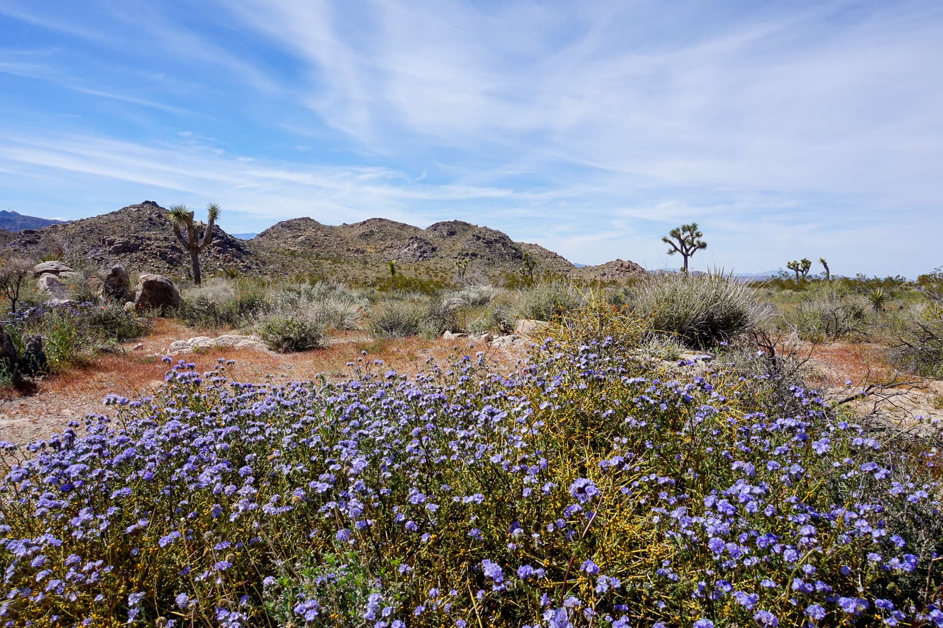 Joshua Tree National Park is seeing its biggest wildflower bloom in ...