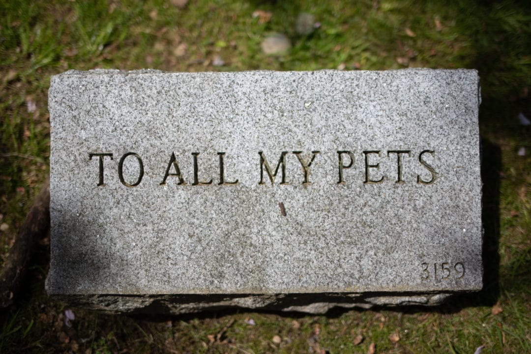 At America’s first pet cemetery, beloved animals—from lizards to lions ...