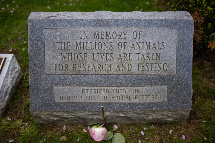 At America’s first pet cemetery, beloved animals—from lizards to lions ...