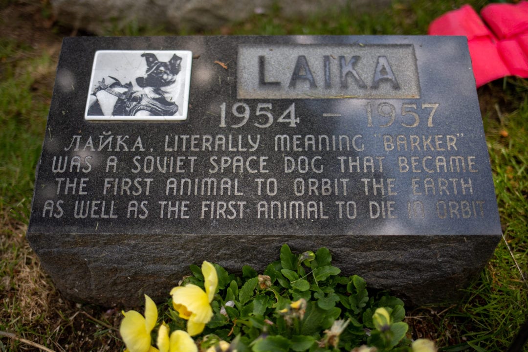 At America’s first pet cemetery, beloved animals—from lizards to lions ...