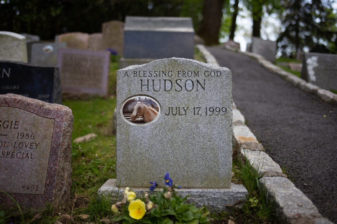 At America’s first pet cemetery, beloved animals—from lizards to lions ...