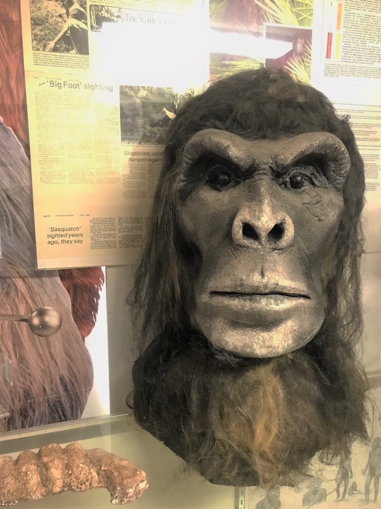 Searching for Bigfoot: If the elusive creature exists, he's probably ...