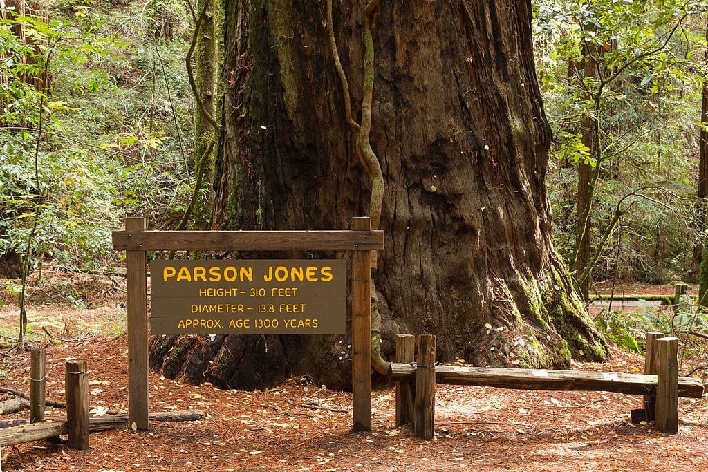 The ultimate coastal redwoods road trip - Roadtrippers
