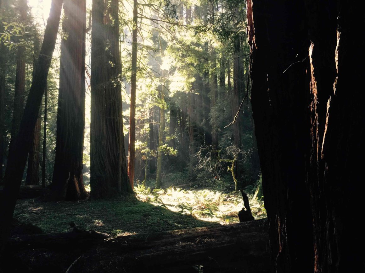 The ultimate coastal redwoods road trip - Roadtrippers