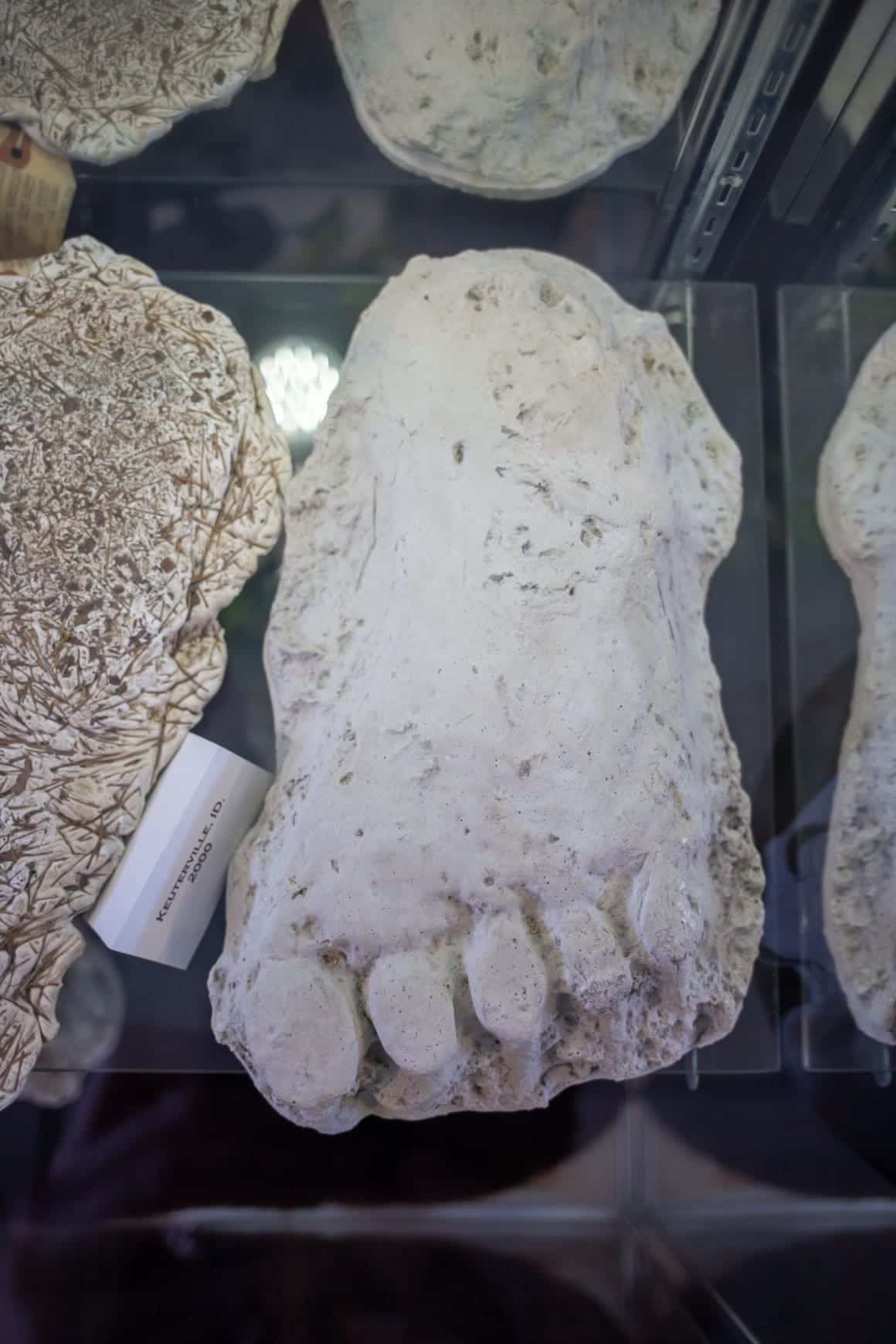 Crazy for cryptids: The International Cryptozoology Museum blurs the ...