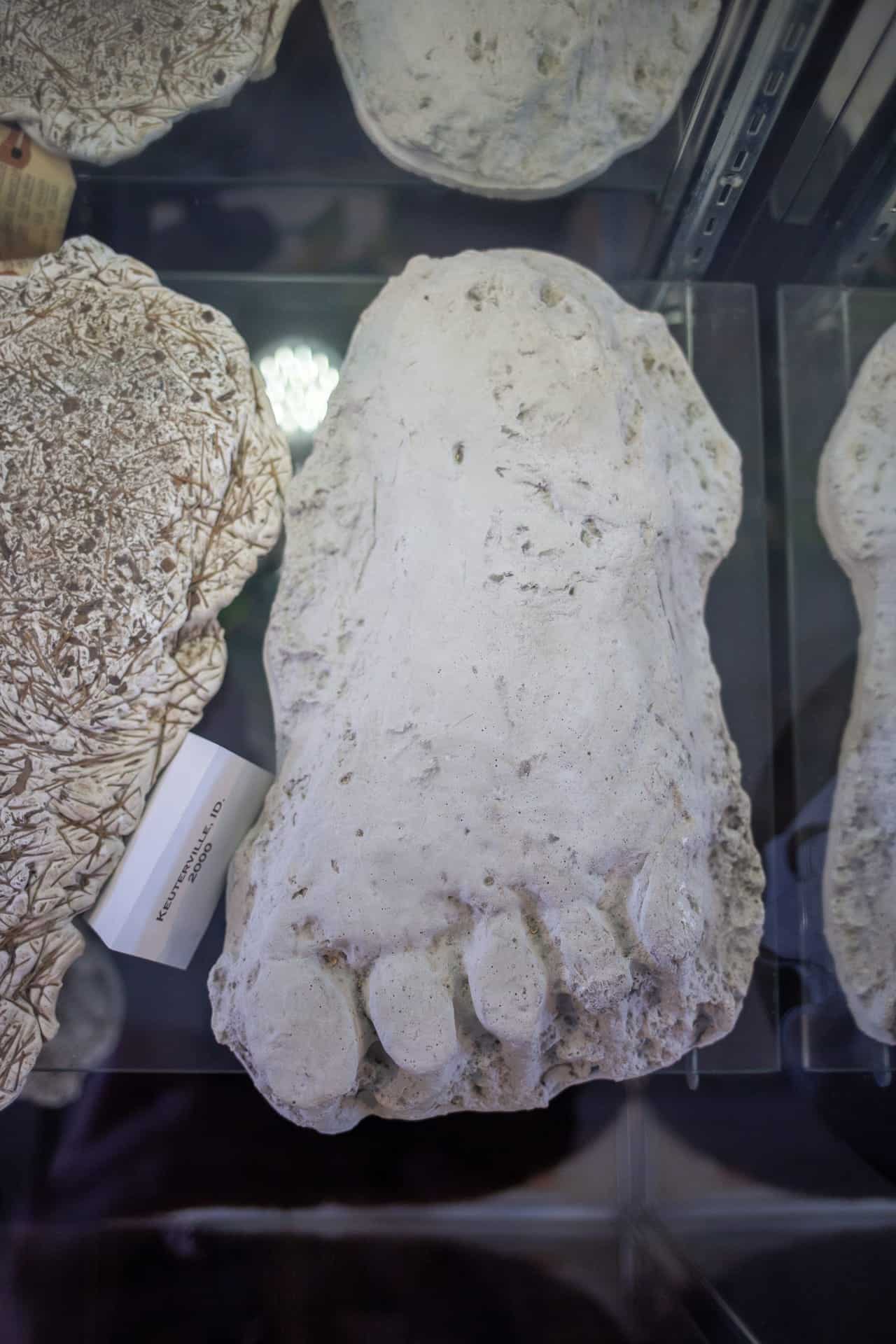 Crazy for cryptids: The International Cryptozoology Museum blurs the ...