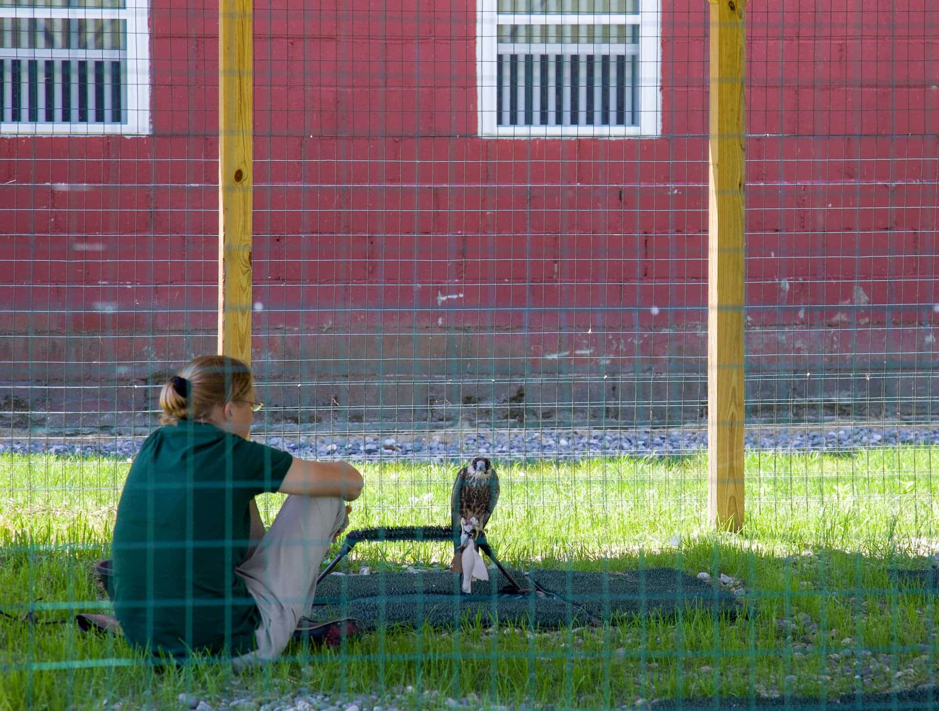 A bird in the hand: Practicing the ancient art of falconry in a Vermont ...
