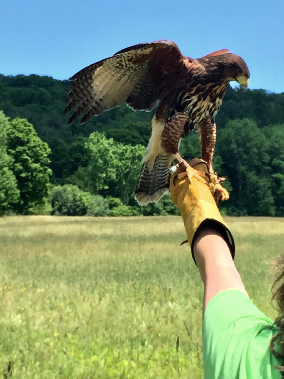 A bird in the hand: Practicing the ancient art of falconry in a Vermont ...