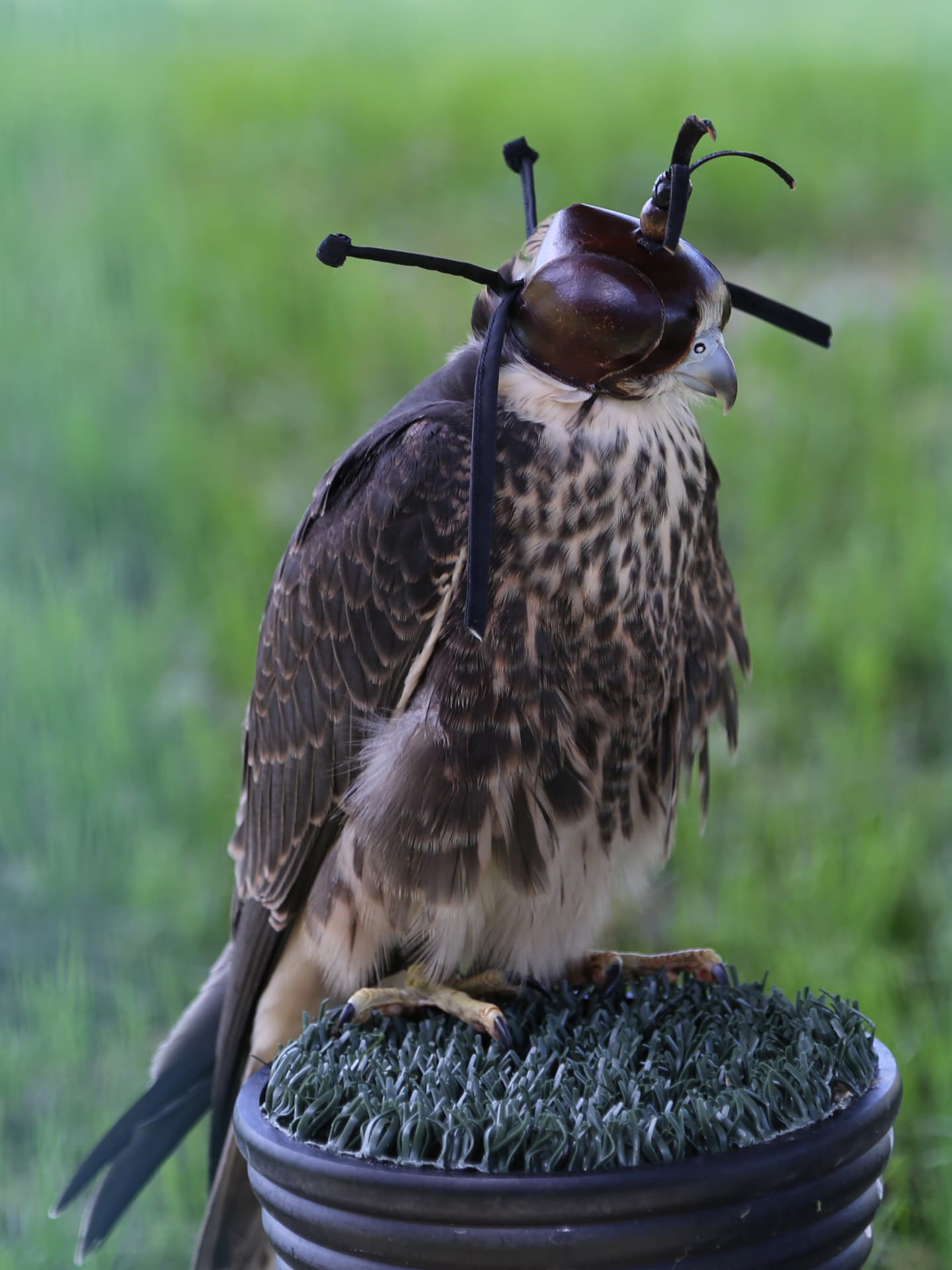 A bird in the hand: Practicing the ancient art of falconry in a Vermont ...