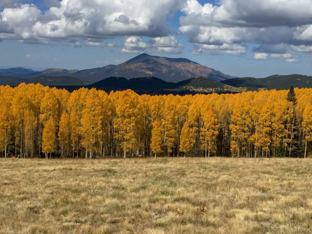 Rivaling the fall foliage of the Northeast, Arizona's aspen colonies ...