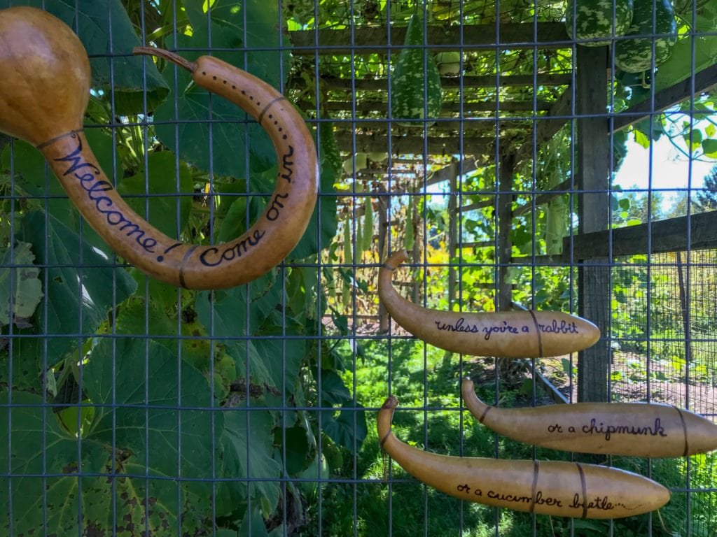 Ithaca is ‘gourd-geous': Welcome to Gourdlandia, where the world’s most ...