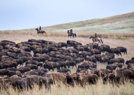 The Black Hills come alive as 1,300 bison thunder across the prairie ...