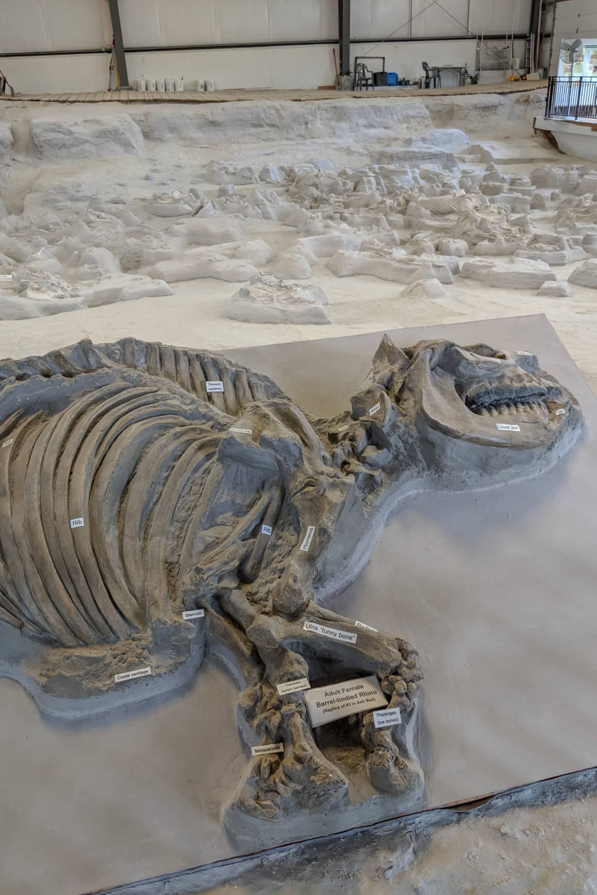Nebraska's Pompeii: Exploring a prehistoric graveyard at Ashfall Fossil ...