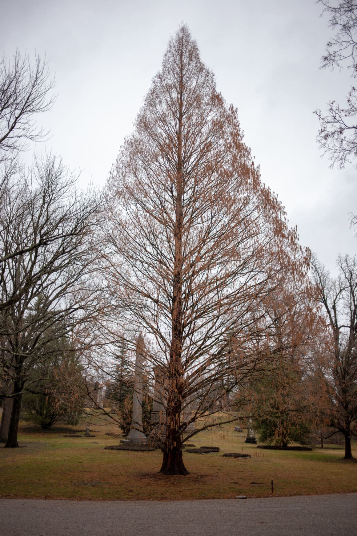 Death may be the main event, but signs of life abound at Spring Grove ...
