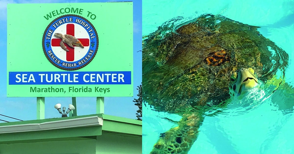 Shell yeah: Florida's Turtle Hospital offers up-close encounters with ...