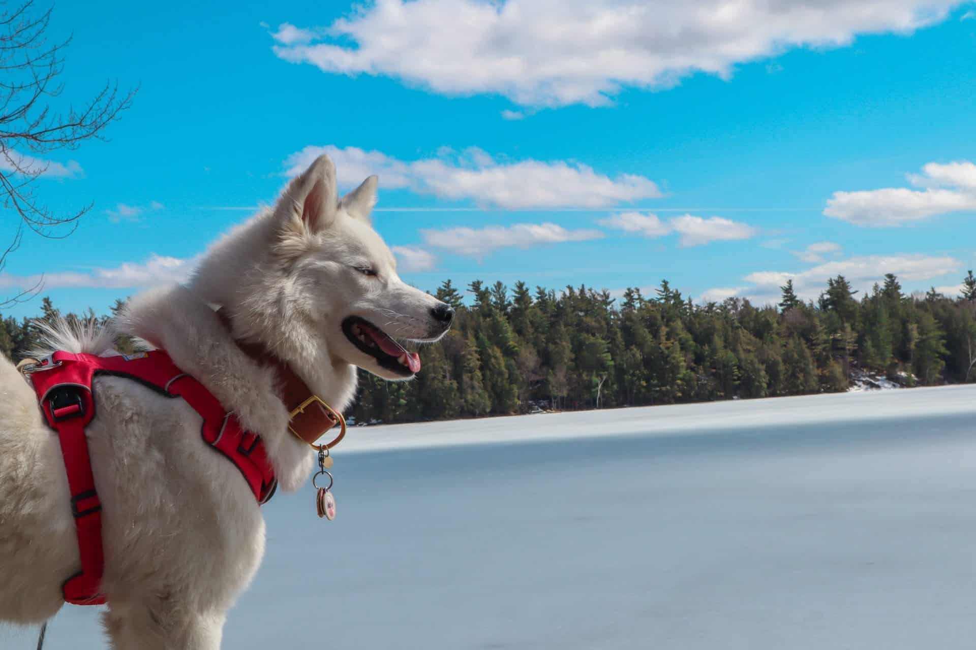 Are Huskies Pack Dogs