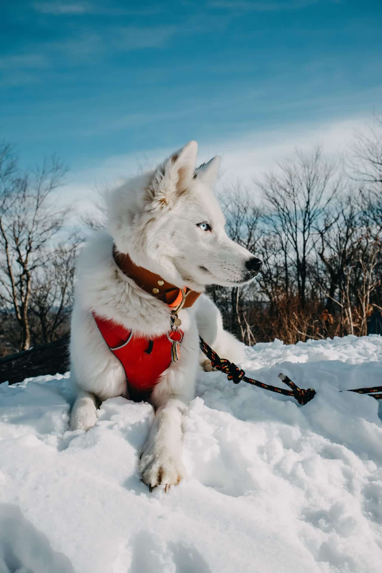 Three dogs and a snowstorm: A dramatic adventure showed me the value of ...