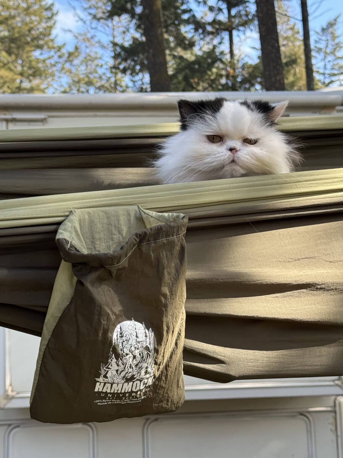 RVing with Cats: Tips, Safety Advice & Life on the Road