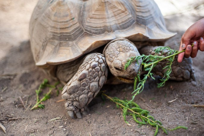 Meet 'the largest alligator in the West' at an exotic pet sanctuary in ...