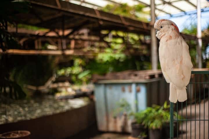 Meet 'the largest alligator in the West' at an exotic pet sanctuary in ...