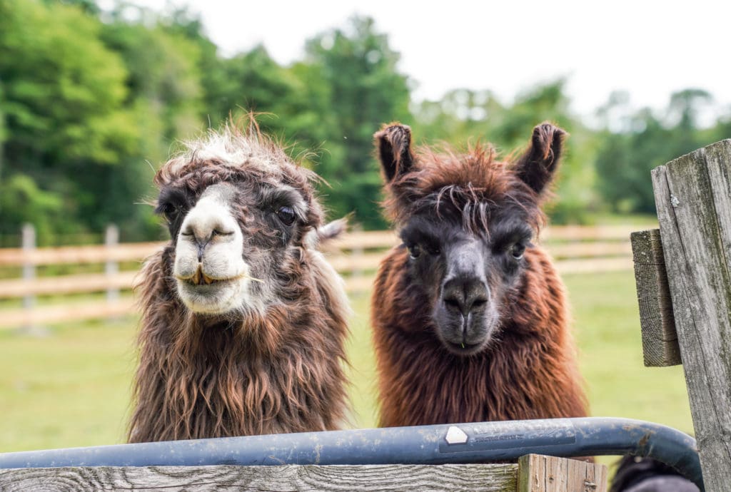 More llamas, less drama: A walk in the woods with the regal residents ...