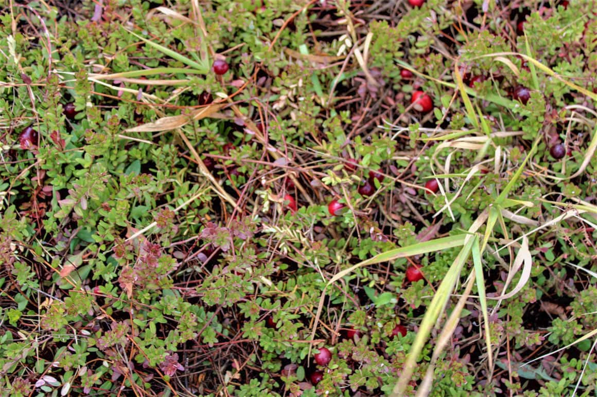 All aboard the Berry Bus: A trip down Wisconsin's Cranberry Highway ...