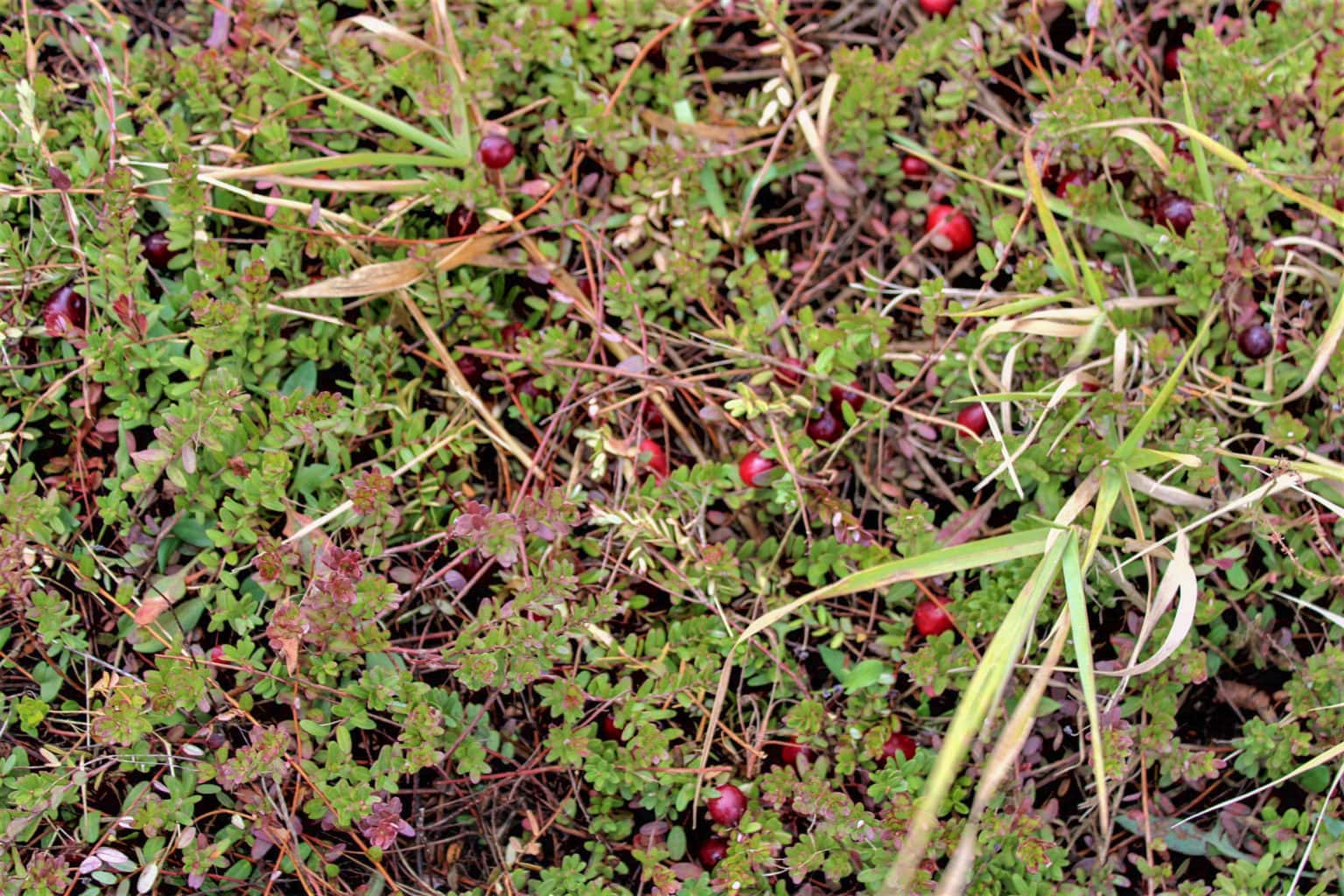 All aboard the Berry Bus: A trip down Wisconsin's Cranberry Highway ...