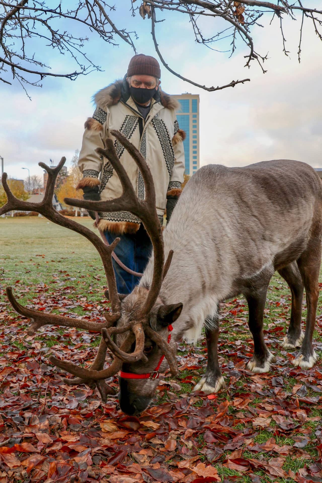Meet Star the Reindeer, Anchorage's unofficial mascot for 60 years ...