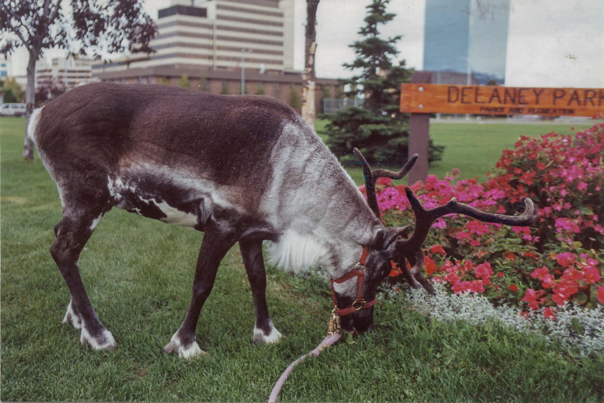 Meet Star the Reindeer, Anchorage's unofficial mascot for 60 years ...