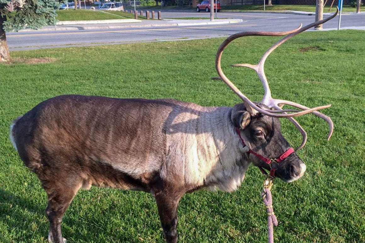 Meet Star the Reindeer, Anchorage's unofficial mascot for 60 years ...