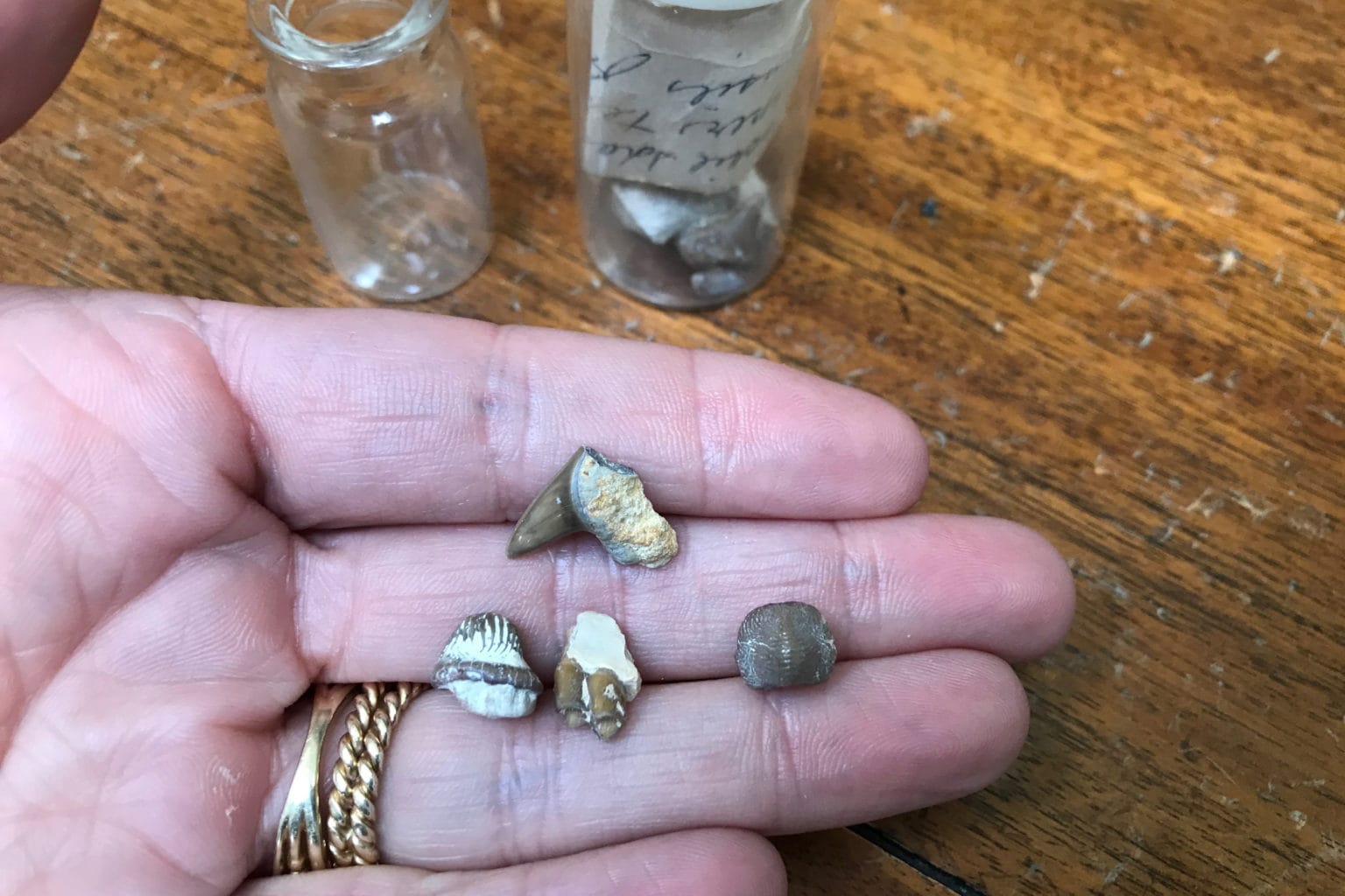 Kansas is a fossil hunter's paradise—here's how and where to explore it ...