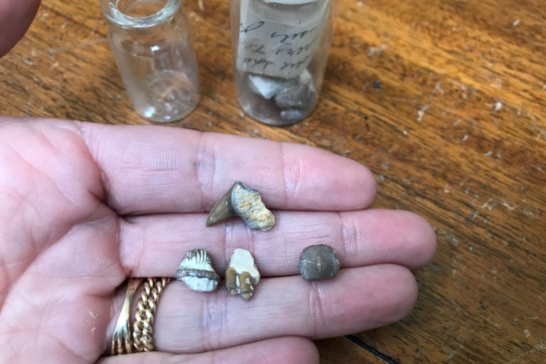 Kansas is a fossil hunter's paradise—here's how and where to explore it ...