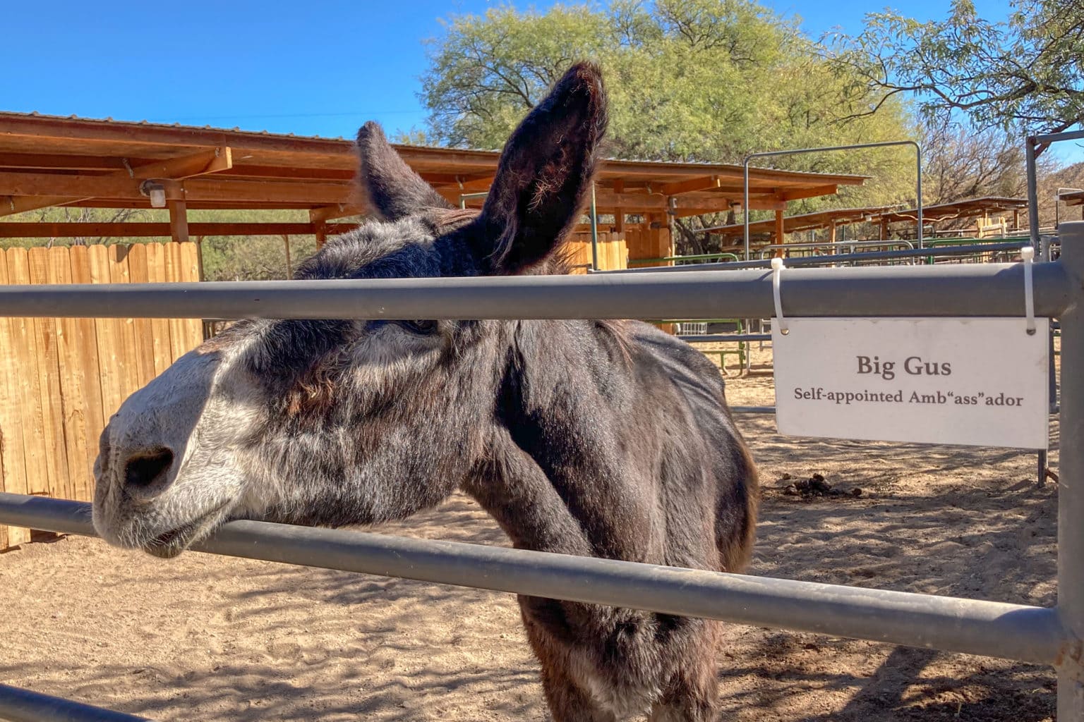 Arizona's Forever Home Donkey Rescue gives unwanted, mischievous ...