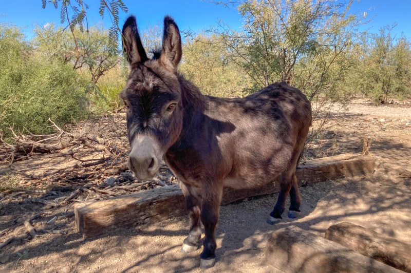 Arizona's Forever Home Donkey Rescue gives unwanted, mischievous ...