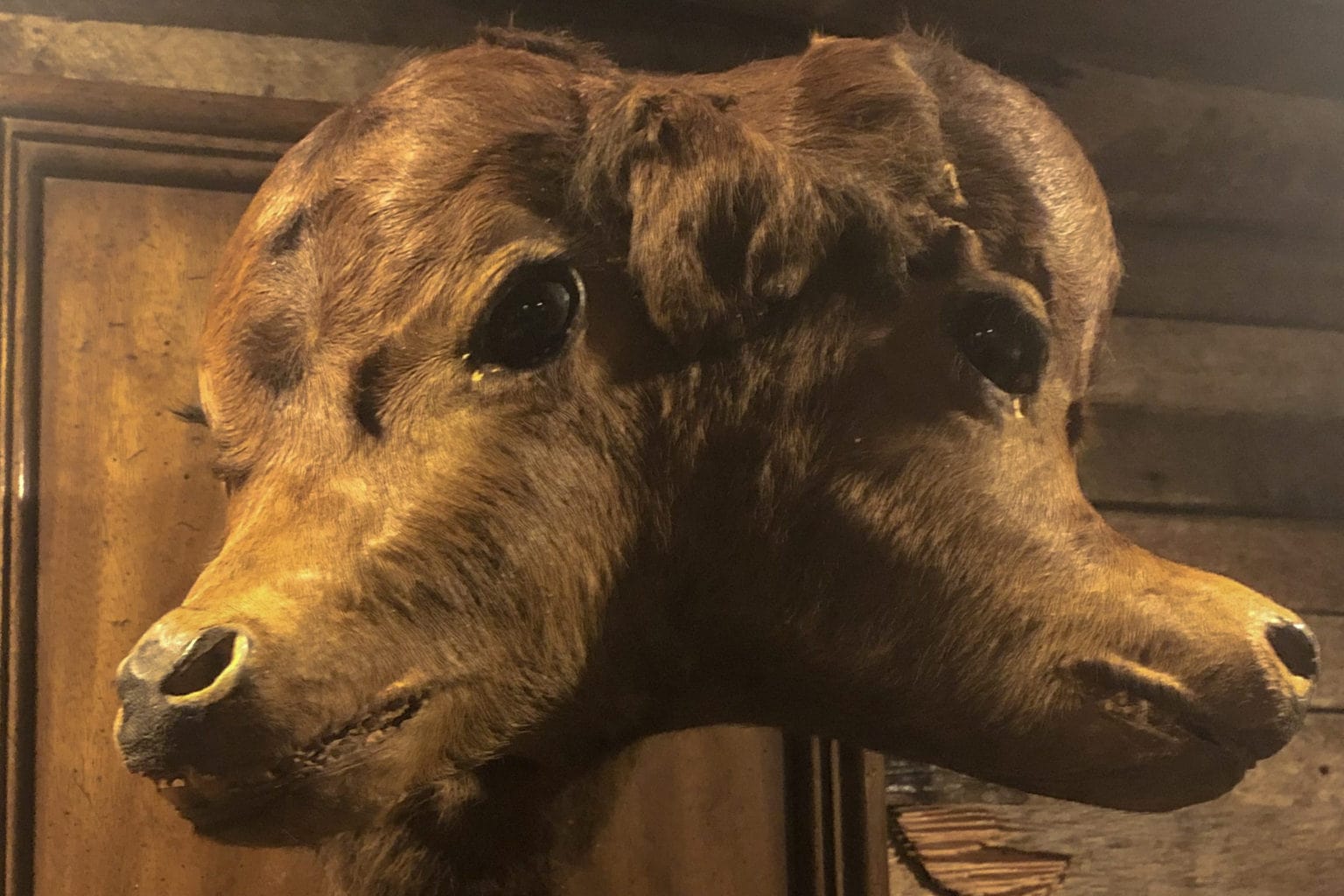 The Graveface Museum's 'killer collection' lures fans of true crime and ...