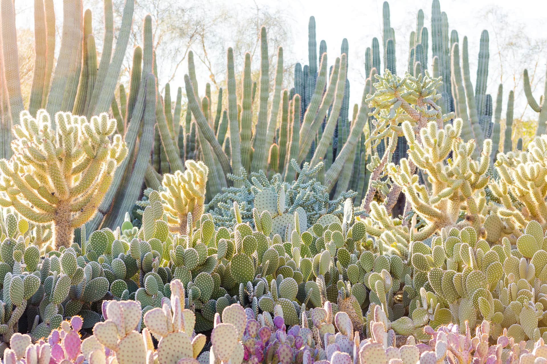 The best outdoor museums and gardens in Greater Phoenix - Roadtrippers