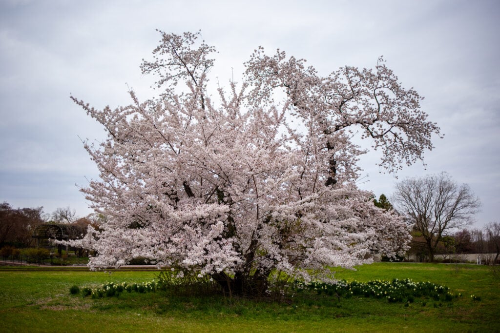 Where to find the best cherry blossoms outside of Washington, D.C.’s ...