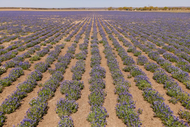 Catch the beautiful blooms at the largest working wildflower farm in ...