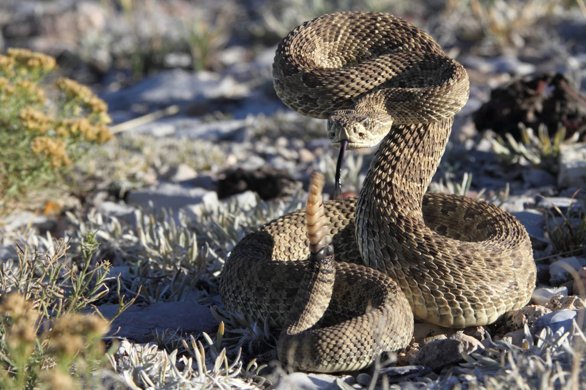 Snake Safety Tips for Camping, Hiking, and RV Trips