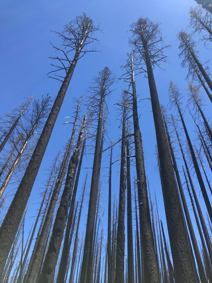 Why you should visit a wildfire burn area on your next Western road ...