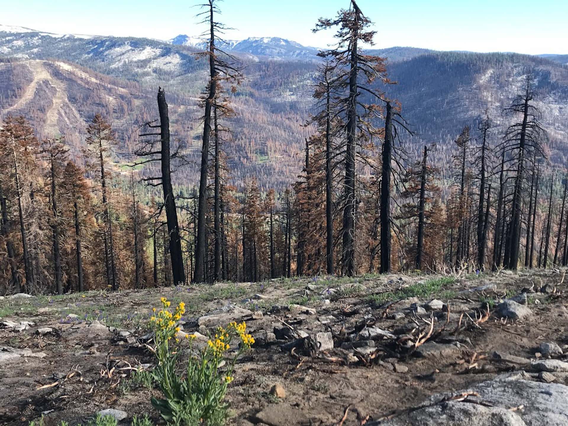 Why you should visit a wildfire burn area on your next Western road ...