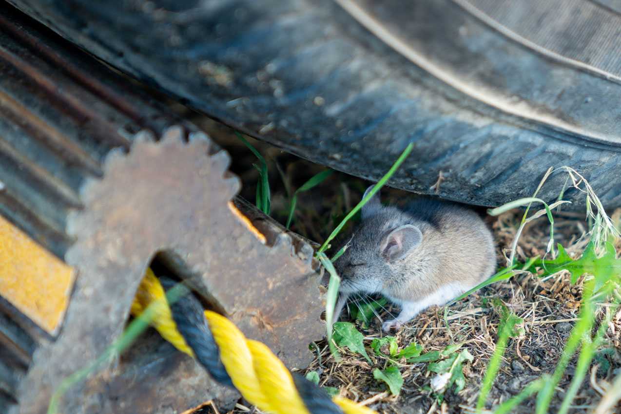 How to Keep Mice Out of Your Camper - Roadtrippers